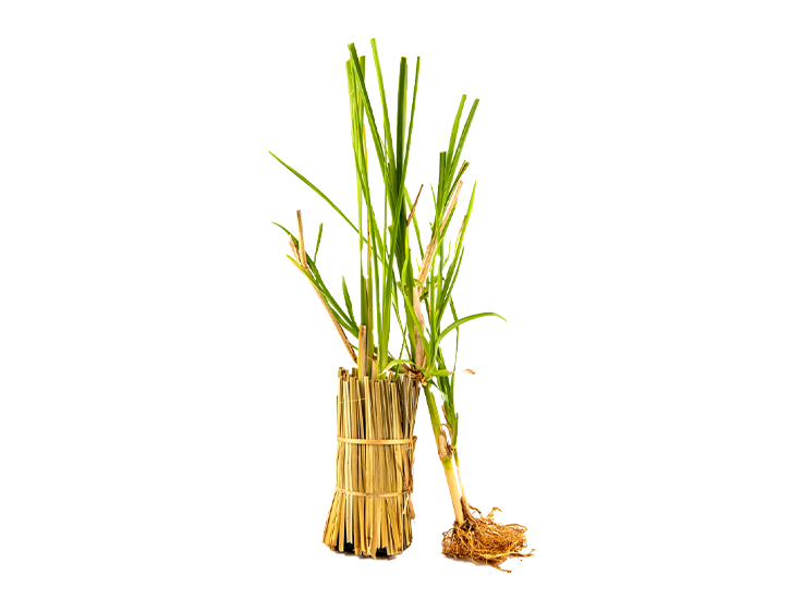 Bala Ashwagandhadi Baby Body Massage Oil